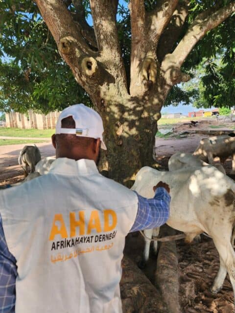Livestock farming in Somalia - Afrika Hayat