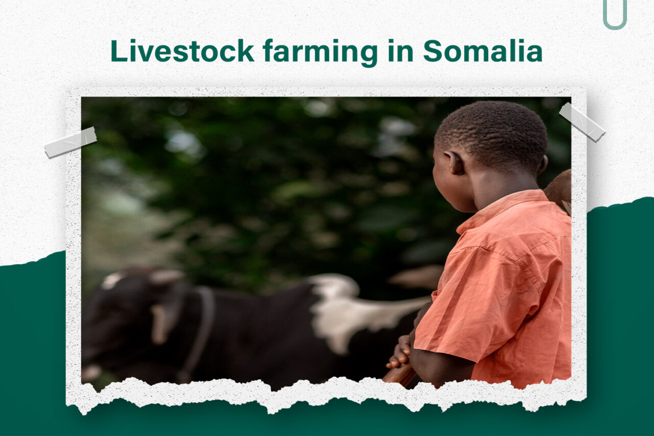 Livestock farming in Somalia - Afrika Hayat